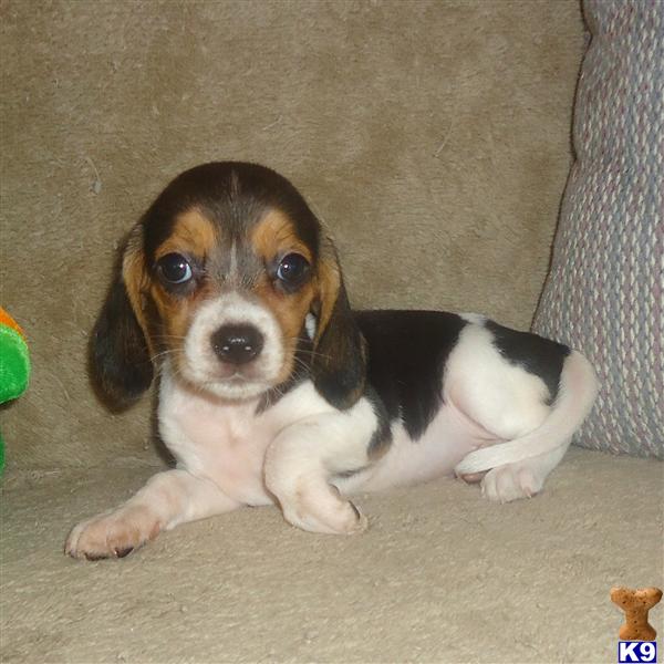 Janie - Adorable Tri Color Beagle Girl
