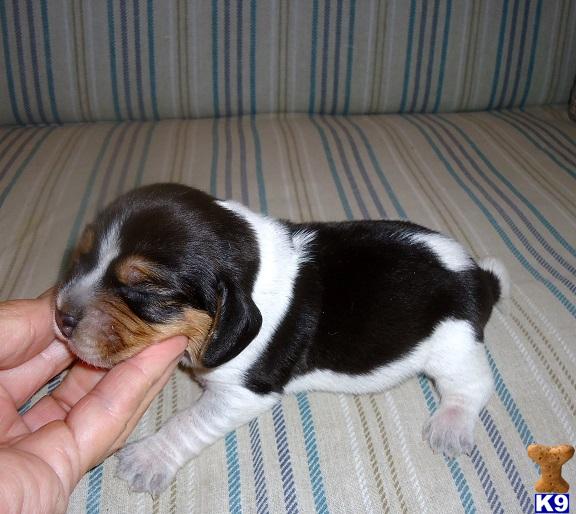 Justin - Adorable Tri Color Beagle Boy