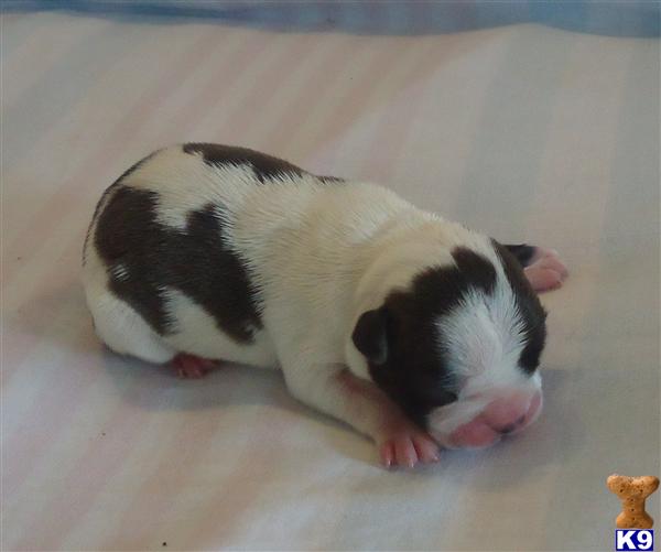 Stormy - Gorgeous Brindle White Splash Boston Terr