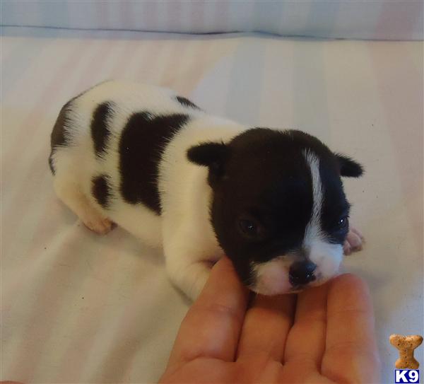 Sheva - Adorable Black Splash Boston Terrier Girl