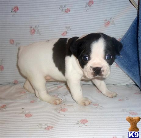 Travis - Adorable Black Splash Boston Terrier Boy