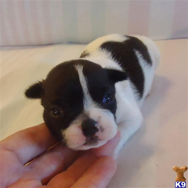 Sheva - Adorable Black Splash Boston Terrier Girl