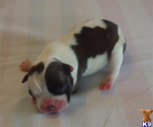 Stormy - Gorgeous Brindle White Splash Boston Terr