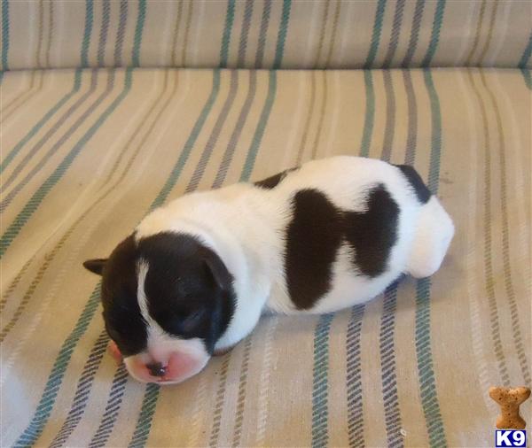 Sheva - Adorable Black Splash Boston Terrier Girl