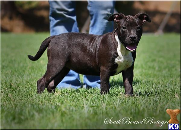 Short Black Razors Edge Female Pit Bull Puppy