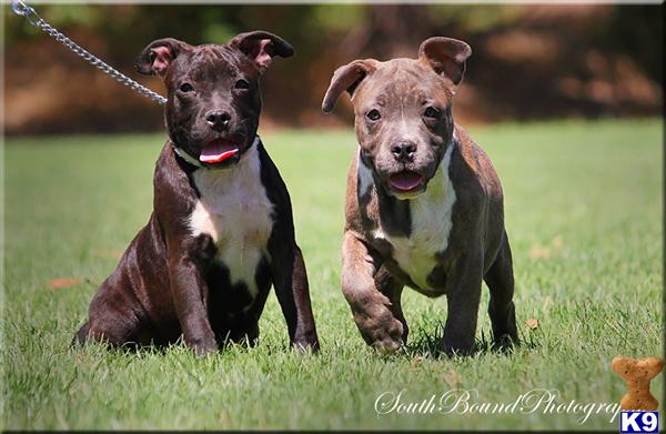 Short Black Razors Edge Female Pit Bull Puppy
