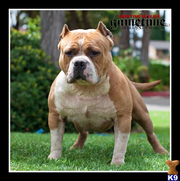 Short Black Razors Edge Female Pit Bull Puppy