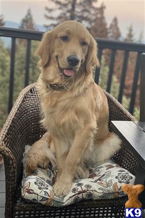 Golden Retriever Stud Dog: Moose 4 Years old