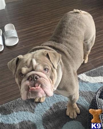 English Bulldog Stud Dog: Huncho 4 Years old