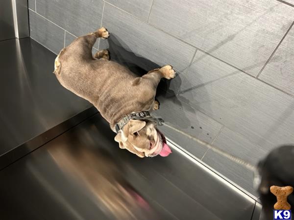 English Bulldog Stud Dog: Huncho 5 Years old