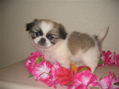Beautiful Parti Female Pekingese