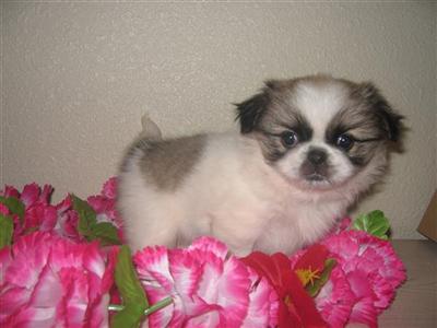 Beautiful Parti Female Pekingese