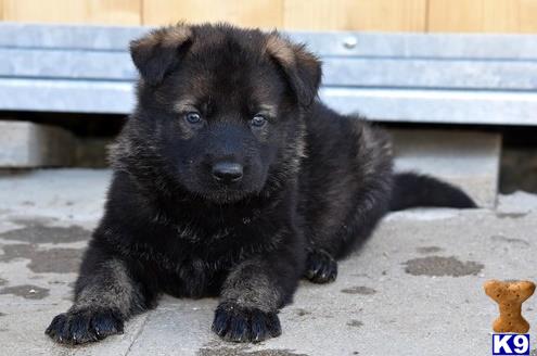 Classic Brain German shepherd puppies for you plea