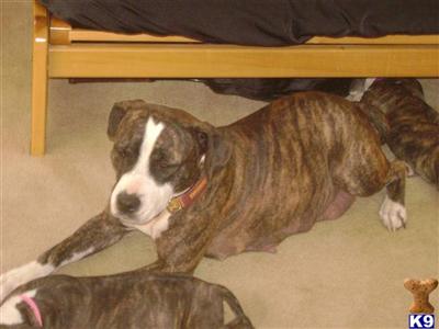 American Pit Bull Dog for Sale: Ginger 20 Years old