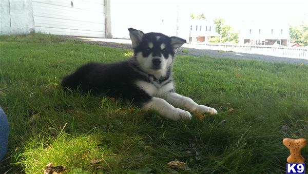 Male Malamute pup 8 weeks