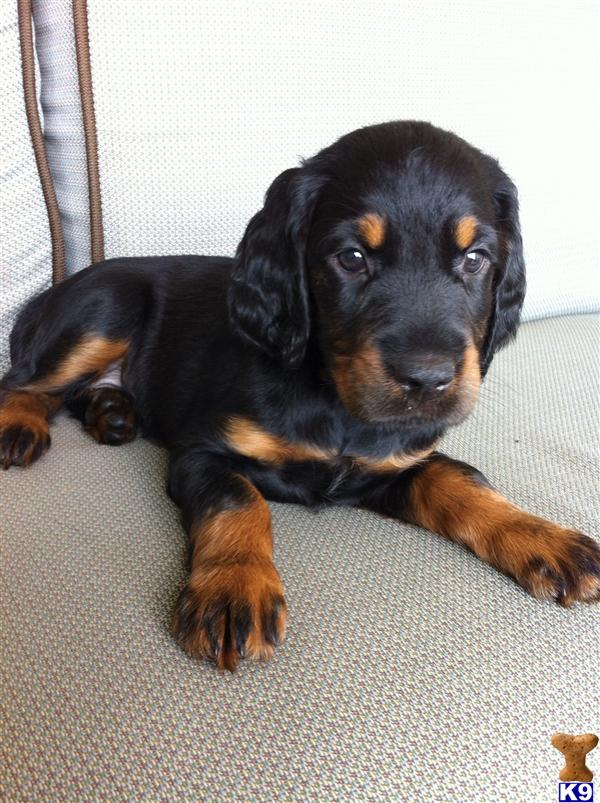 Gordon Setter Puppy for Sale: Gordon Setter Puppies 10 Years old