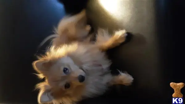 Pekingese Stud Dog: AKC Tri Color Pekingese 15 Years old