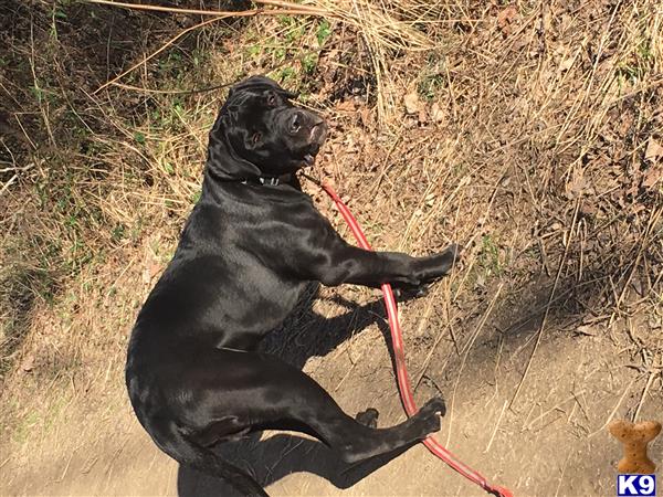 Cane Corso Stud Dog: King Kyro 7 Years old
