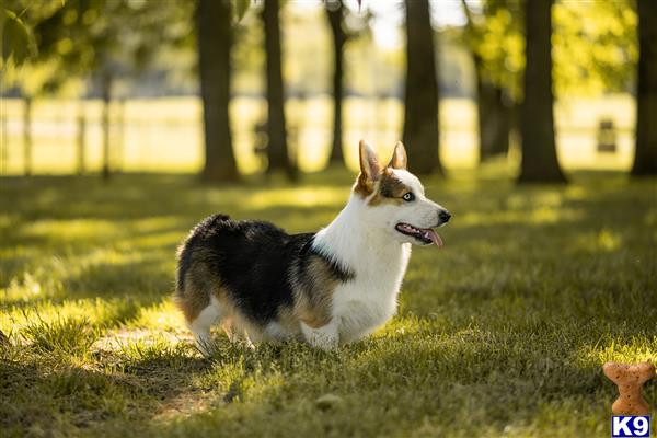 Pembroke Welsh Corgi Stud Dog: Bingo 5 Years old