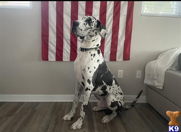 Great Dane Stud Dog: Big Benny 2 Years old