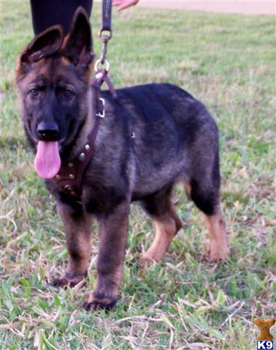 Gorgeous Czech Female Puppy