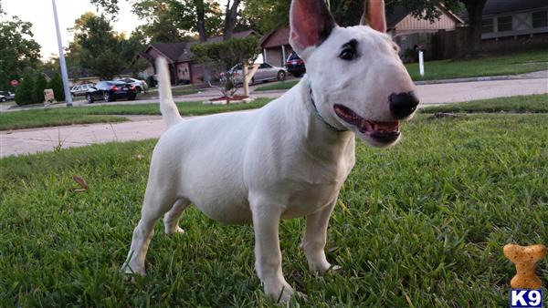SANCHO AKC BULL TERRIE MALE