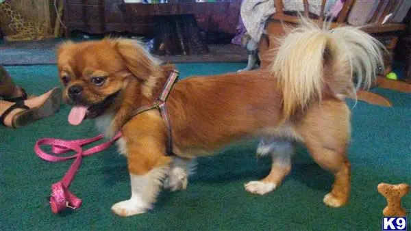 Pekingese Stud Dog: AKC Tri Color Pekingese 15 Years old