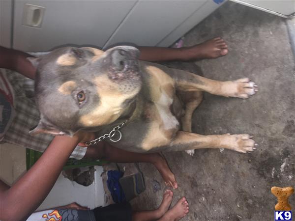 American Bully Stud Dog: Debo 11 Years old
