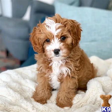 Gkdgn Maltipoo puppies for sale. Text me At.