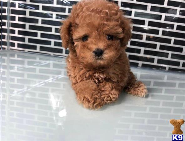 Maltipoo Puppy for Sale: RED COLOR MALTIPOO PUPPY Tel. 9495058192 15 ...