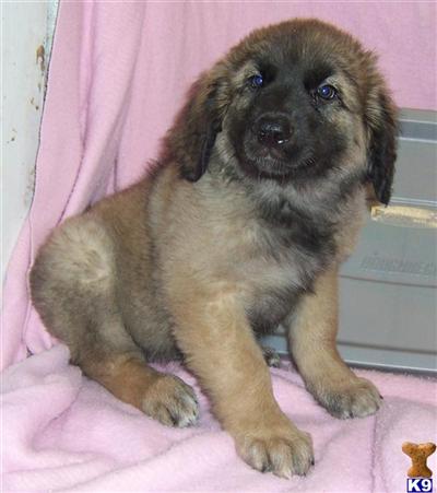 Leonberger Puppies For Sale