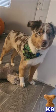 Miniature Australian Shepherd Stud Dog: Ozzy 3 Years old