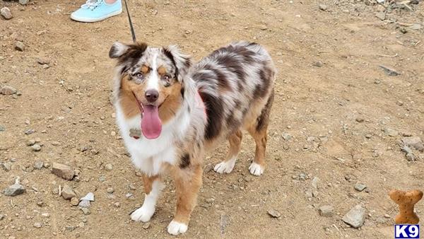 Miniature Australian Shepherd Stud Dog: Ozzy 3 Years old