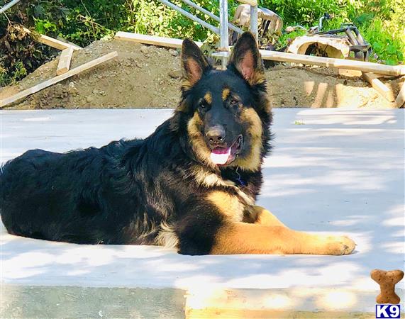 German Shepherd Stud Dog: Duke 5 Years old