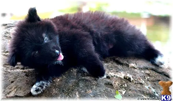 Wolf Dog Puppy for Sale: BLUE SILVER WOLF CUBS DUE