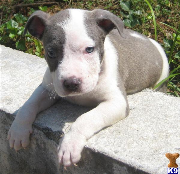 UKC ADBA Purple Ribbon Registered Blue Pitbull Pup