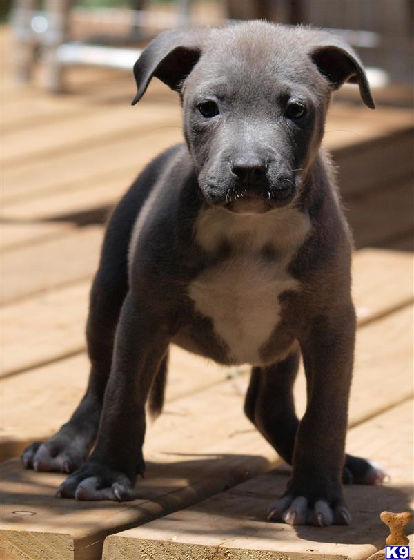 UKC ADBA Purple Ribbon Registered Blue Pitbull Pup