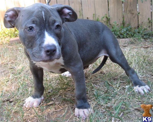UKC ADBA Registered Blue Pitbull Puppies-Reduced-F