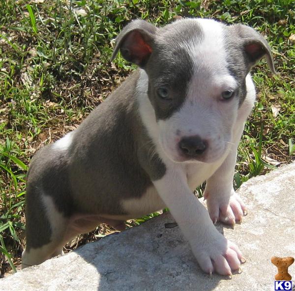 UKC ADBA Purple Ribbon Registered Blue Pitbull Pup