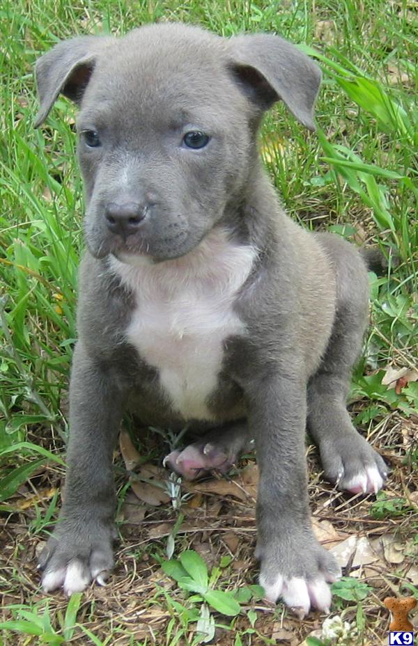 UKC ADBA Purple Ribbon Registered Blue Pitbull Pup