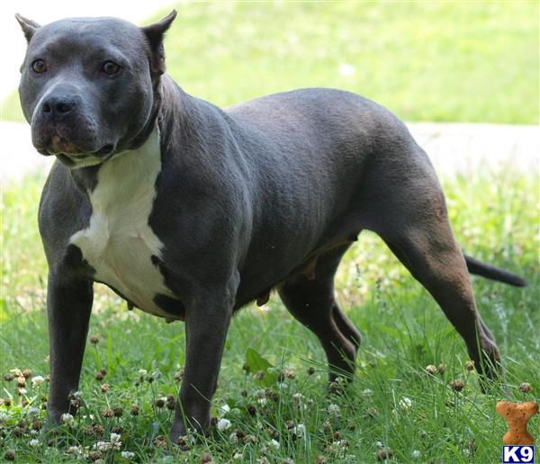 UKC ADBA Registered Blue Pitbull Puppies-Reduced-F