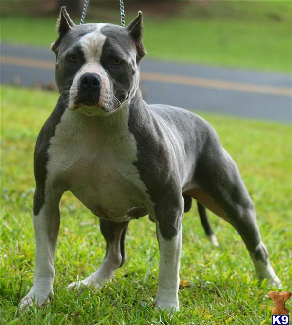 UKC ADBA Registered Blue Pitbull Puppies-Reduced-F