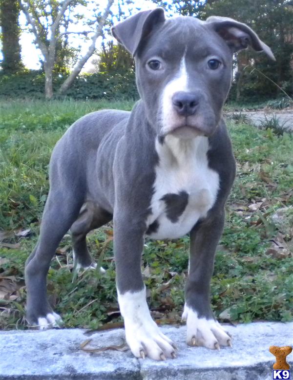 Razors Edge Pitbull Puppies