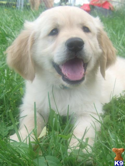 HANDSOME Male Golden Retriever Puppy - European an