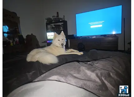 Females Looking for Stud - Connect for Responsible Breeding | K9Stud