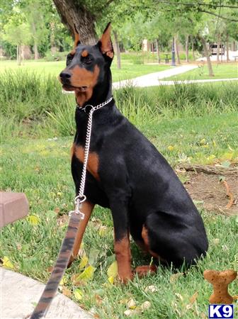 Doberman Pinscher Puppy for Sale: XXL PUPS 5 Years old