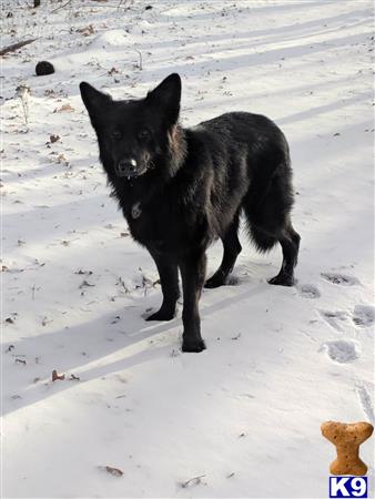 German Shepherd Stud Dog: Storm 7 Years old