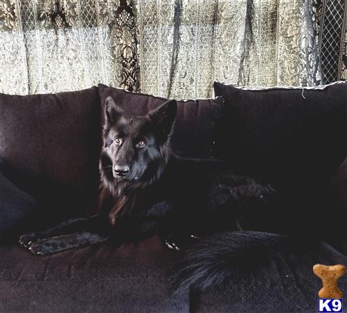 German Shepherd Stud Dog: Storm 7 Years old