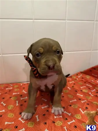 American Bully Puppy for Sale: Miss Yellow