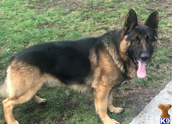 German Shepherd Stud Dog: Sir Maxwell Duke 7 Years old